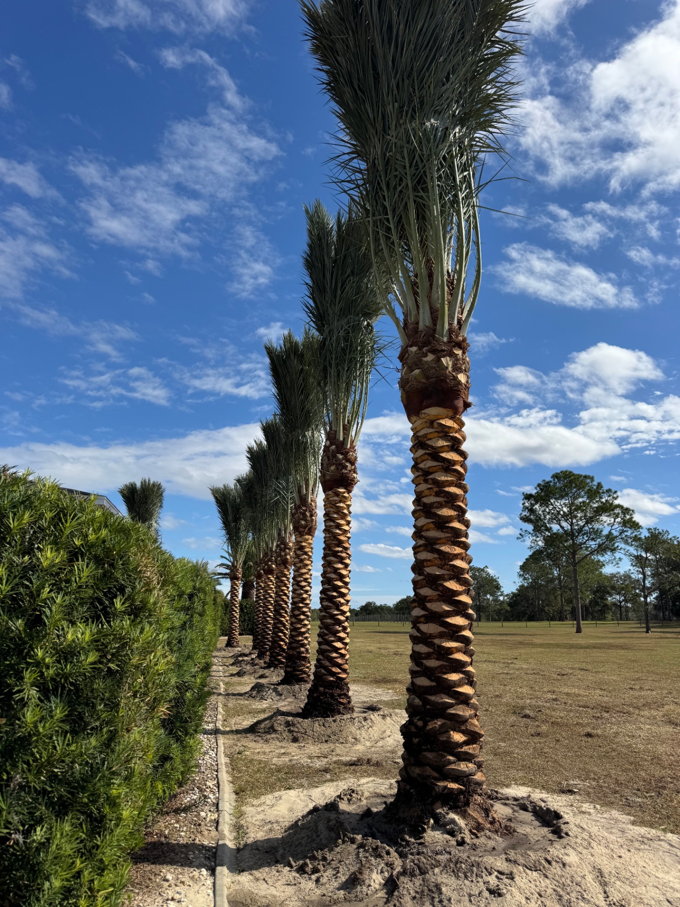 J&R Palms and Landscaping | Palm Trees Clermont FL 34711